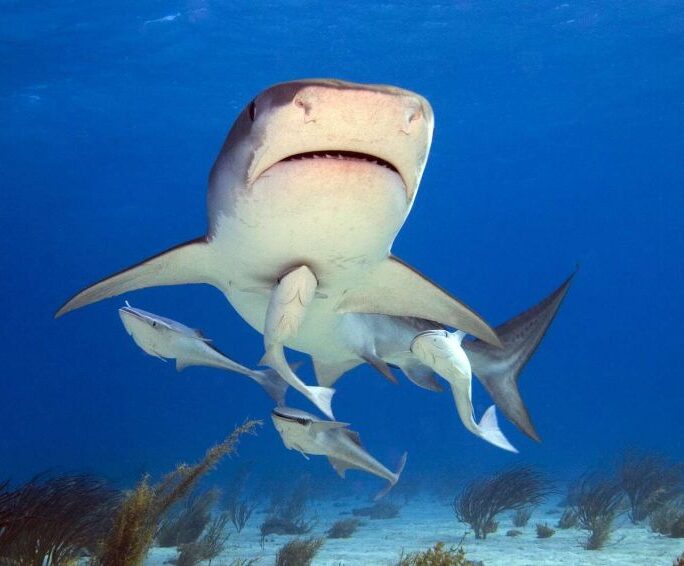 Fakta Menarik tentang Ikan Remora | keidenesia.tv Fakta Menarik tentang Ikan Remora | keidenesia.tv