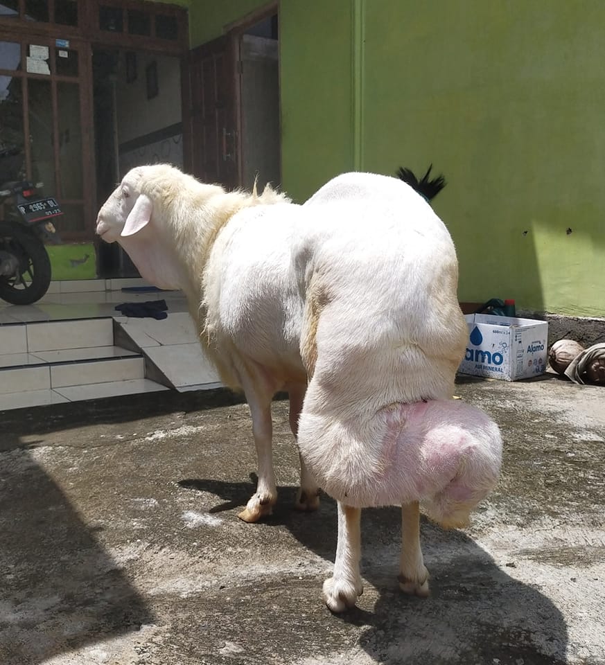 Yuk Kenali Jenis Domba Berekor Gemuk Ini | keidenesia.tv