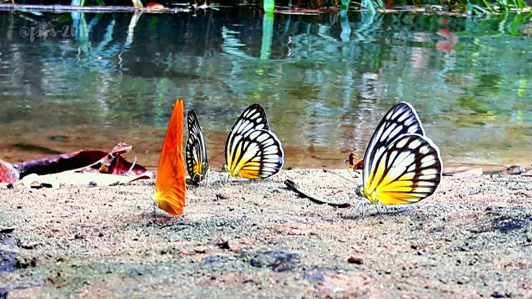 6 Fakta Geopark Maros-Pangkep, Kingdom of Butterfly | keidenesia.tv